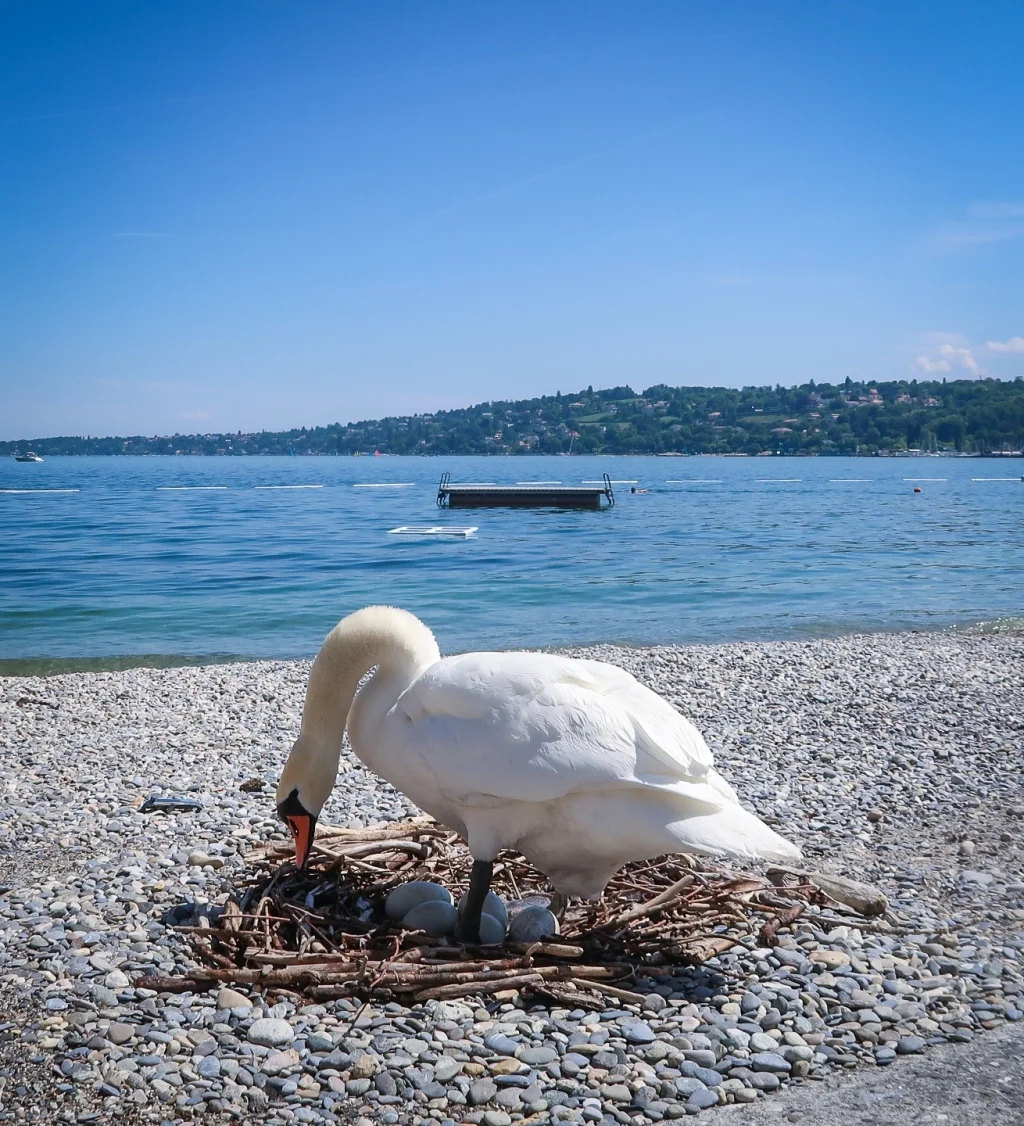 🇨🇭 Geneva - The Perfect 4 Day Itinerary — A Vegan Visit
