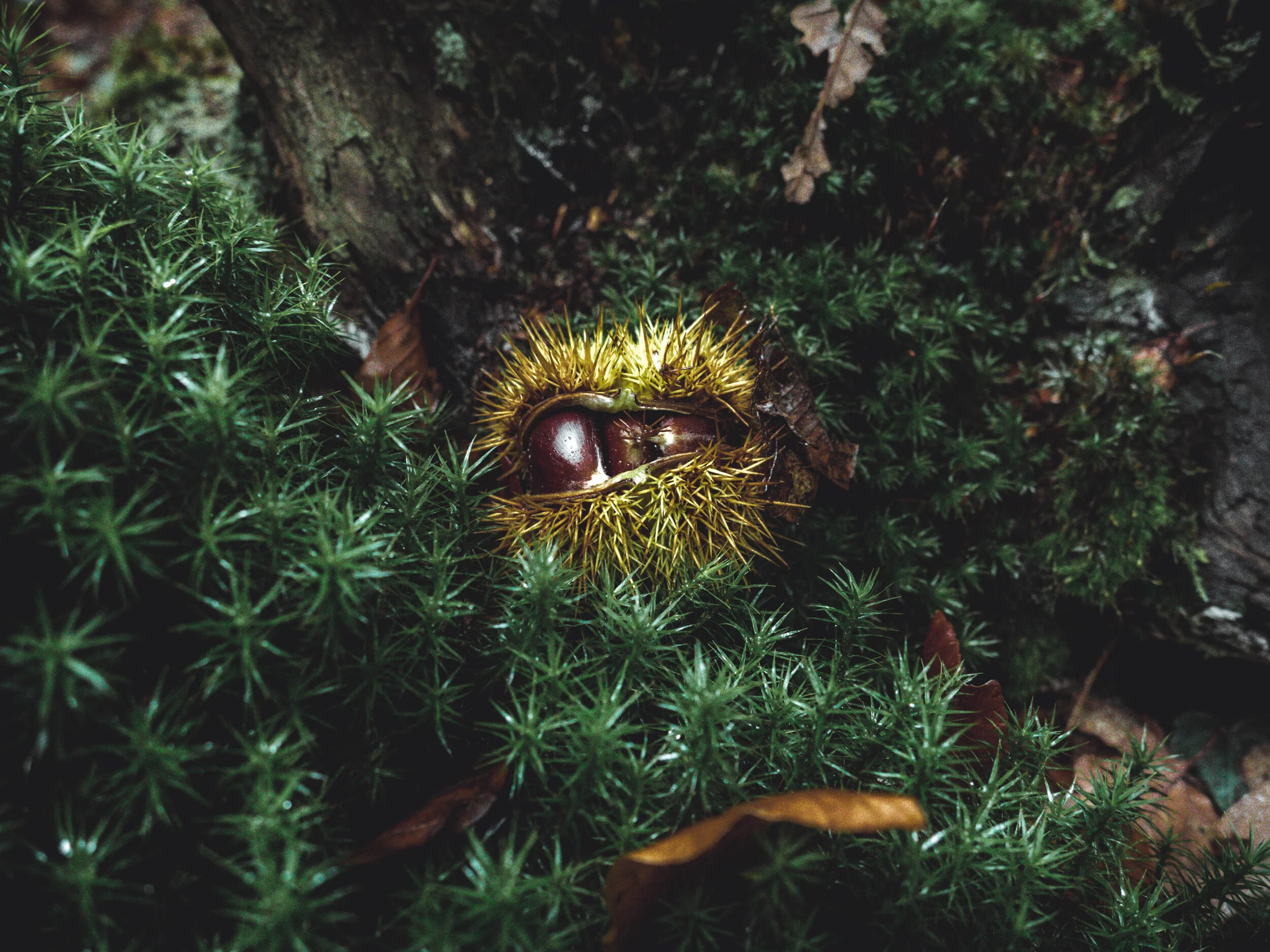 A Short Guide: Alpine Trees — Miramonti Corteno