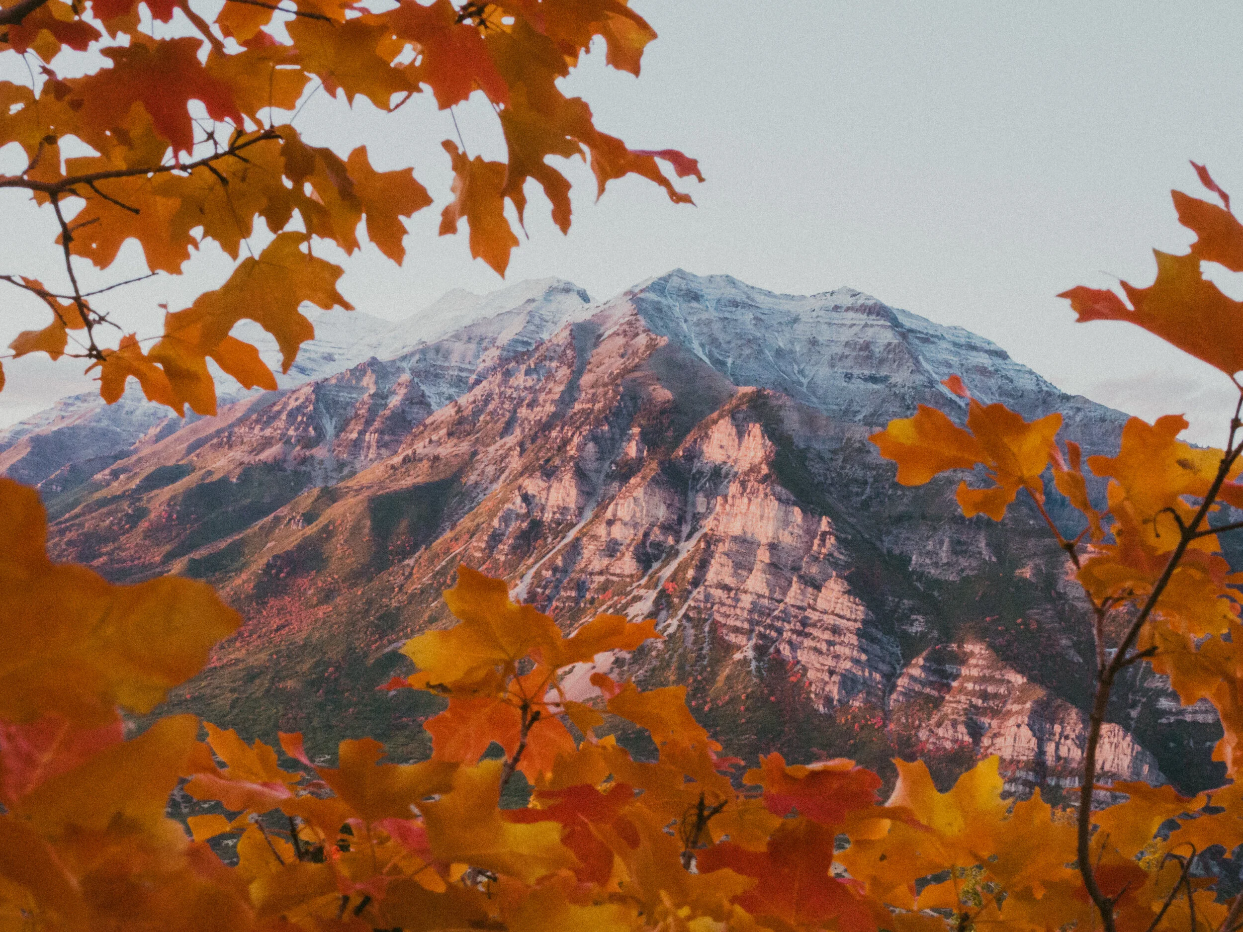 A Short Guide: Alpine Trees — Miramonti Corteno