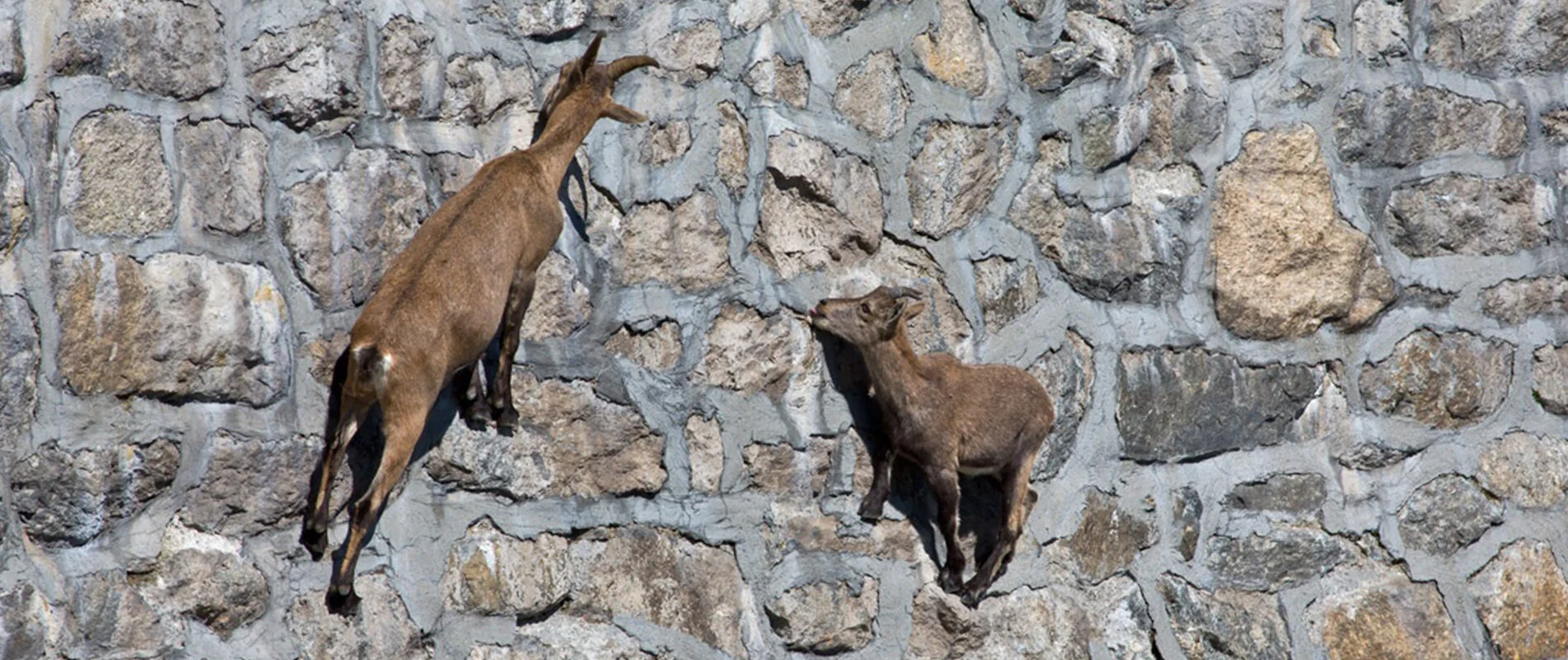 What is an Alpine Ibex? 'The Greatest Rock-Climbers of the Alps ...