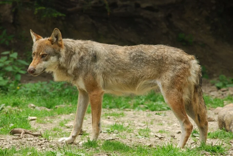 What is an Italian Wolf? “An Incredibly Fierce Predator from the ...