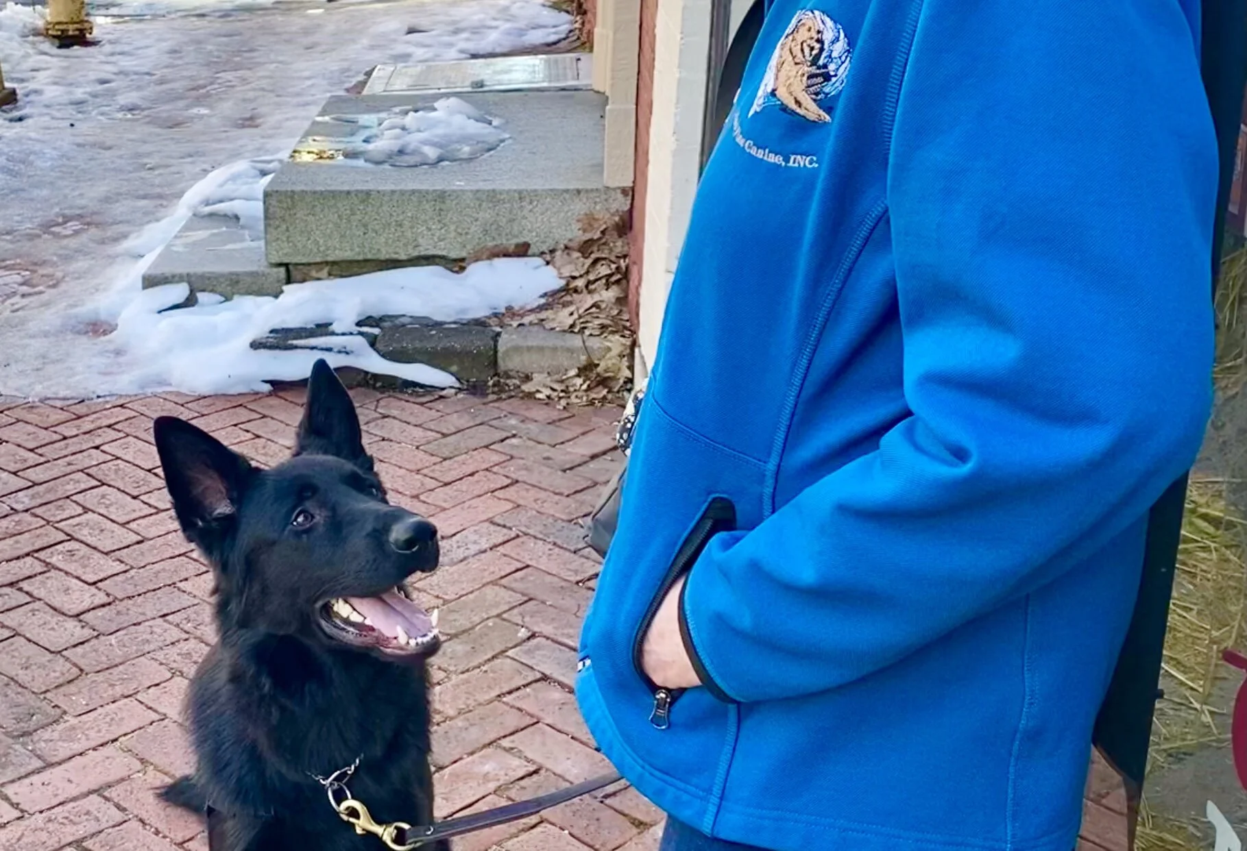 How to Correctly Interact with a Service Dog and Their Handler in ...