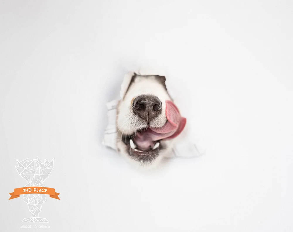 Blog Jess Bell Photography Artistic Animal Imagery In Ontario Blog Jess Bell Photography Artistic Animal Imagery In Ontario