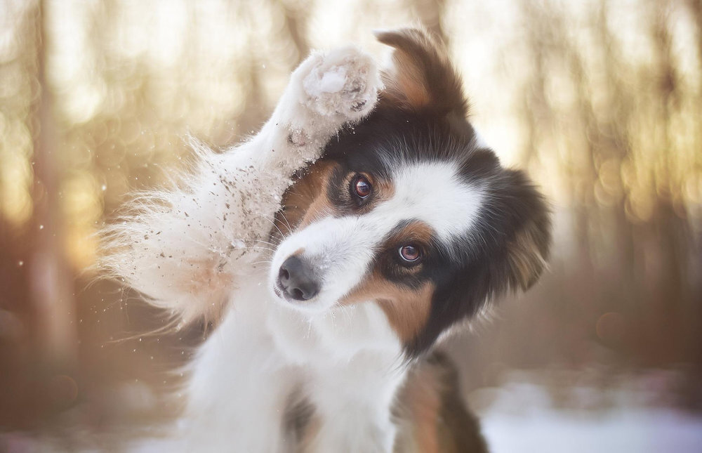 sessions & fees | Jess Bell Photography | Artistic Animal Imagery in ...