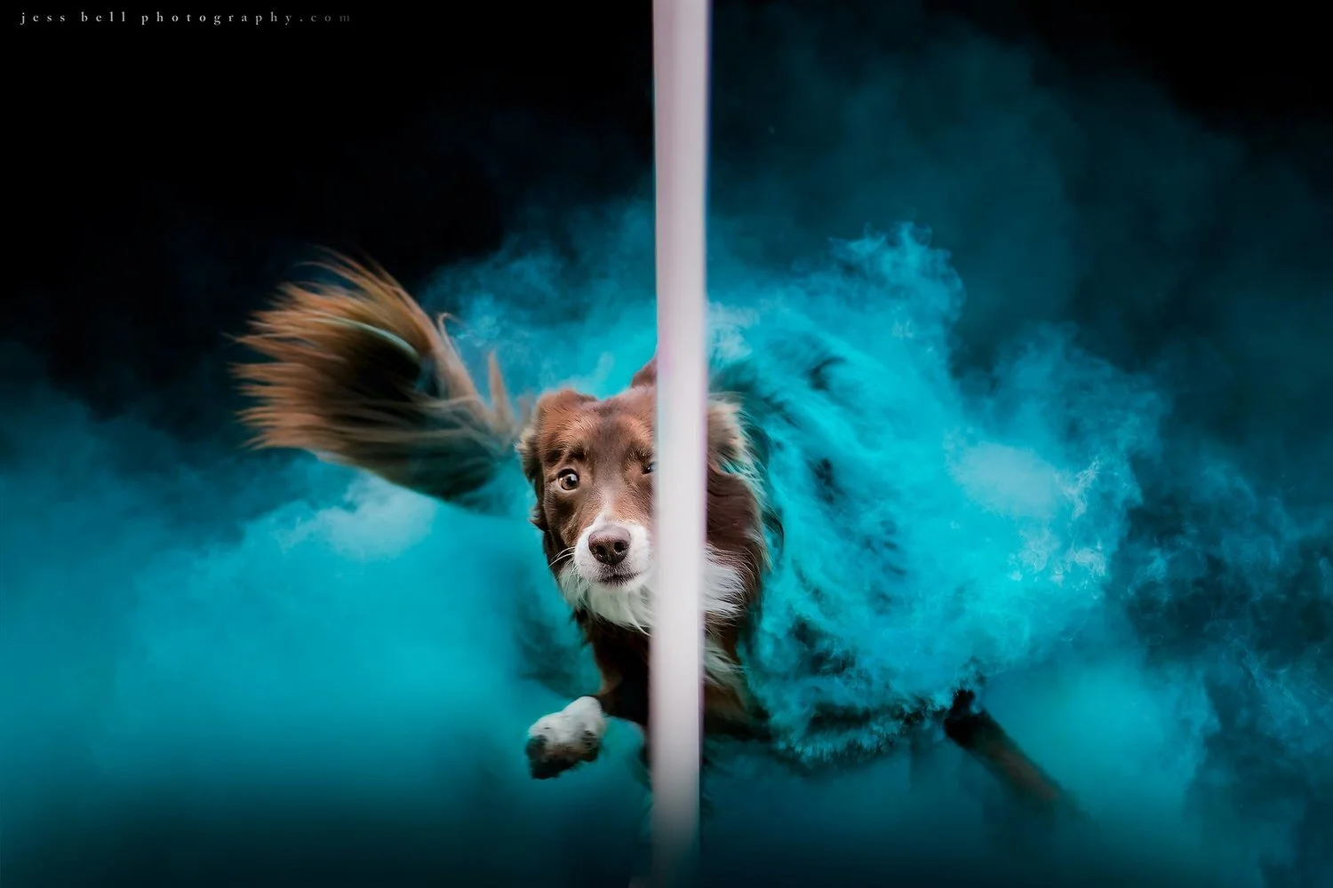 blog | Jess Bell Photography | Artistic Animal Imagery in Ontario