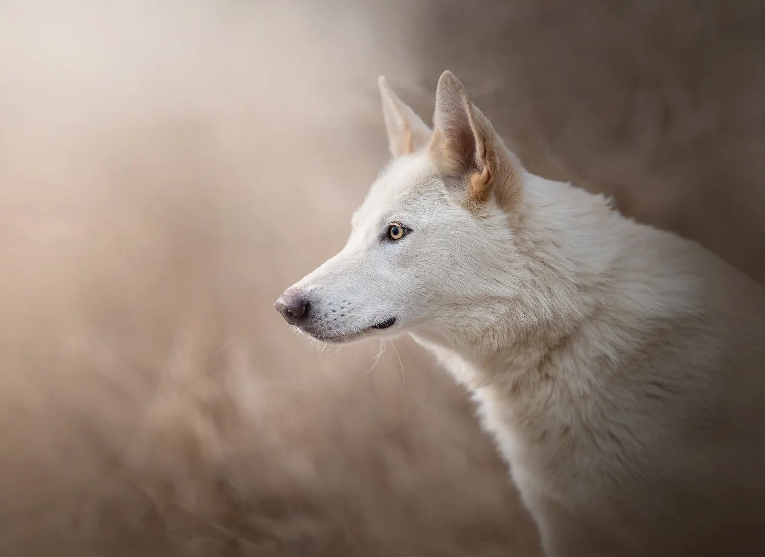 Jess Bell Photography