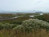 FULL: Poplar Island Restoration Tour — ShoreRivers