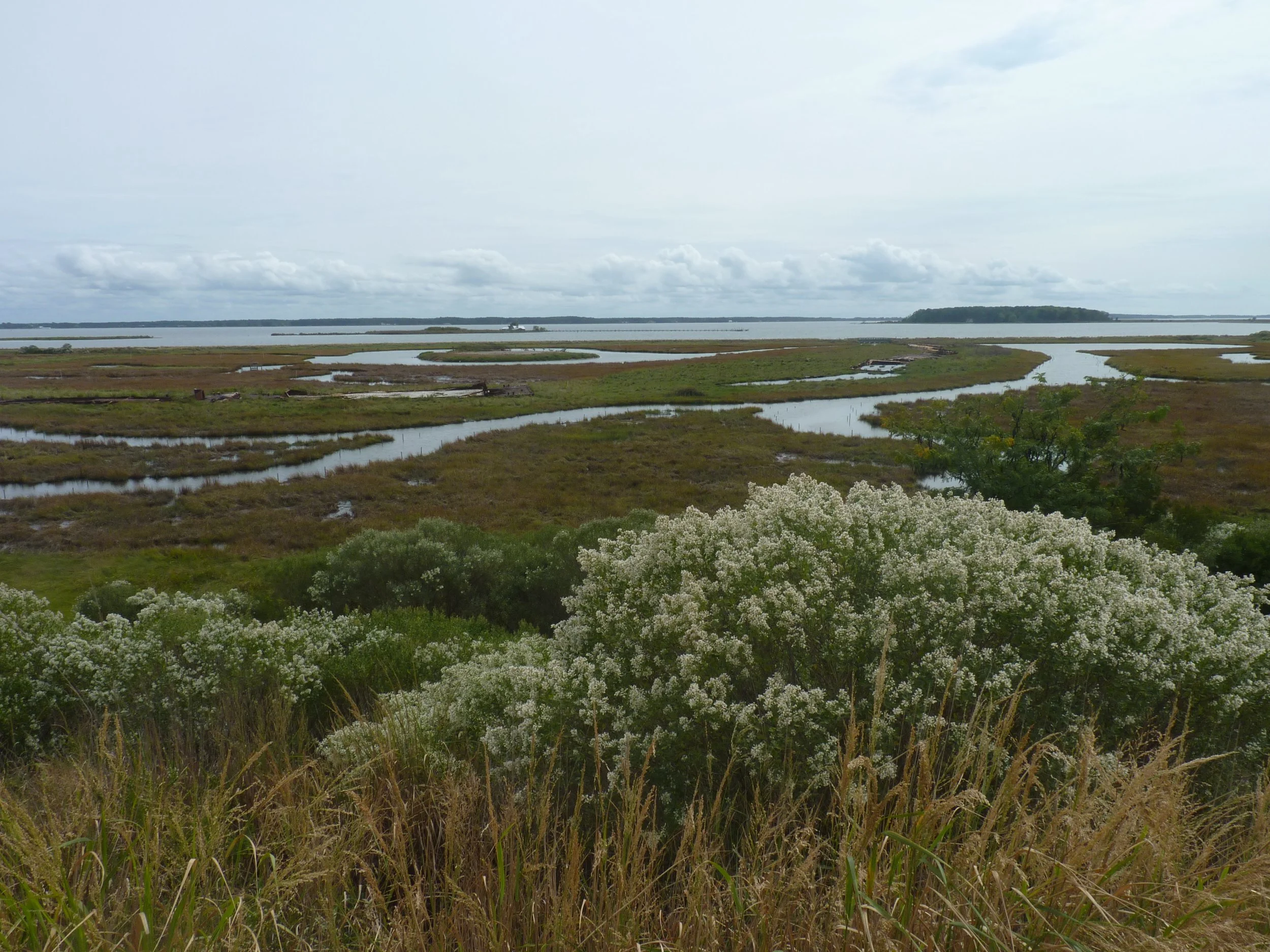 FULL: Poplar Island Restoration Tour — ShoreRivers