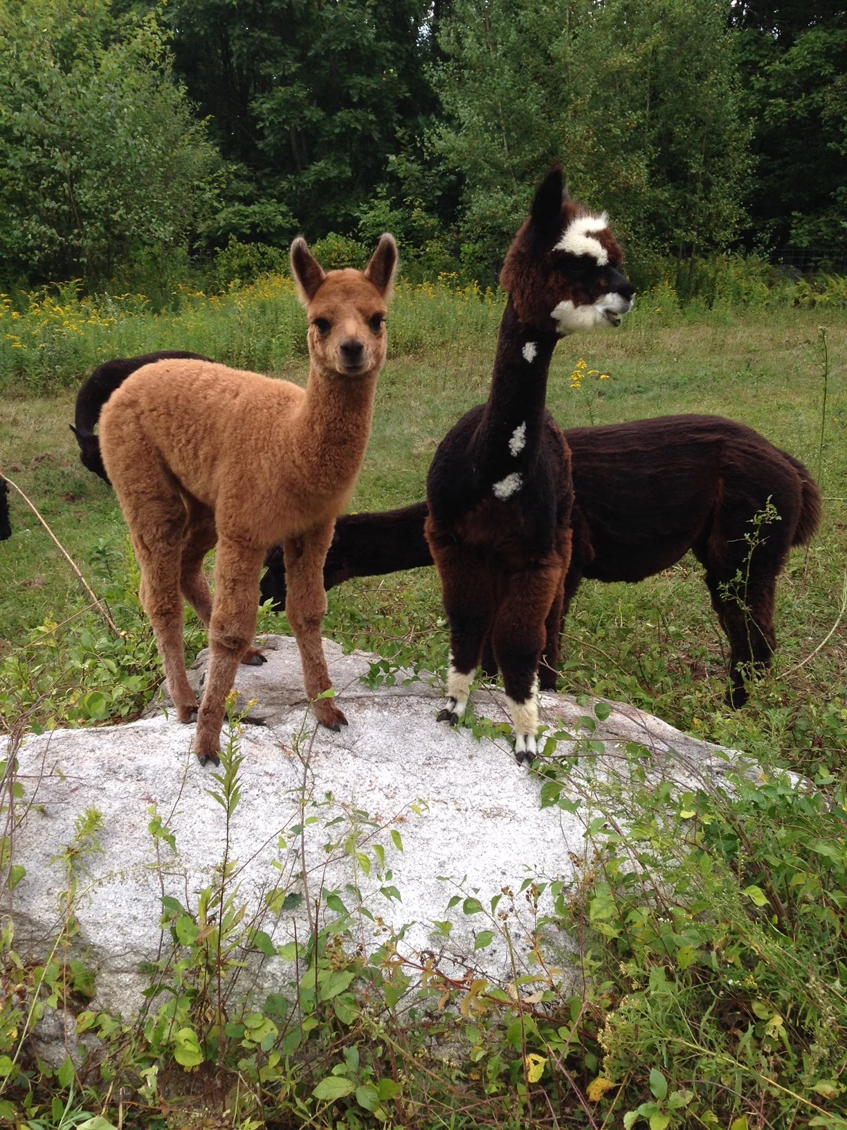 Gallery — Plain View Farm