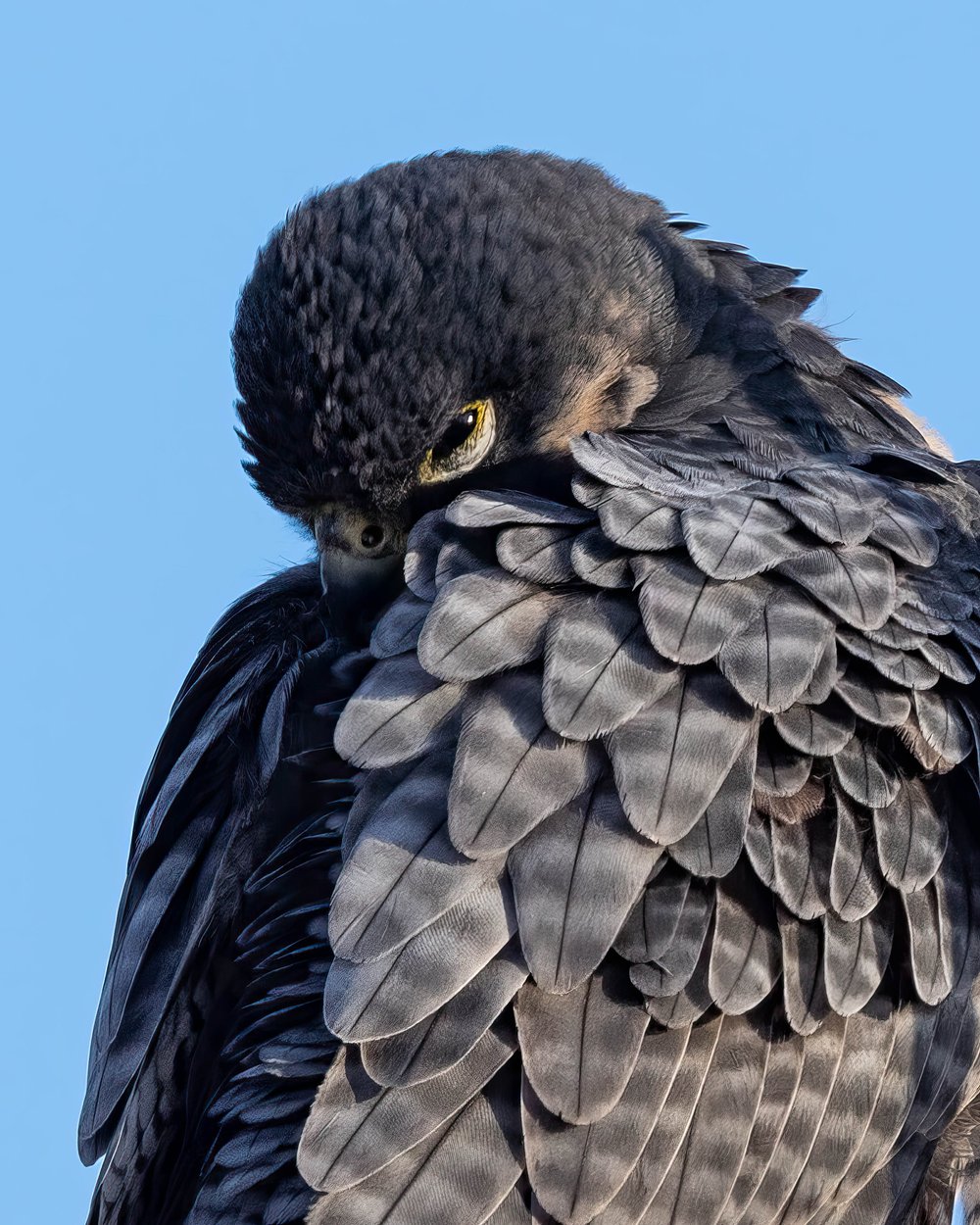 Raptors — Images by Rina Miele