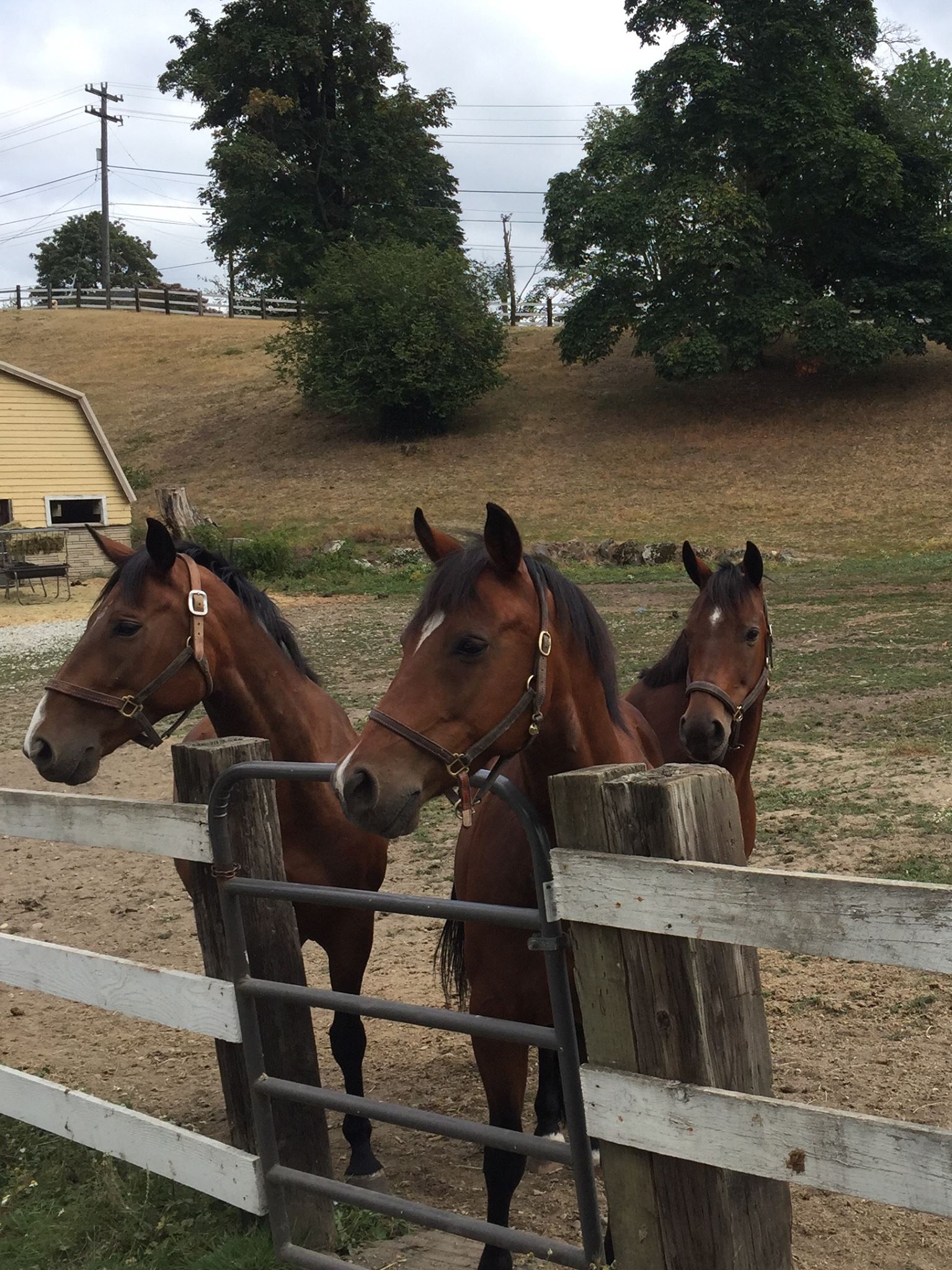 Overview — Seattle Farm