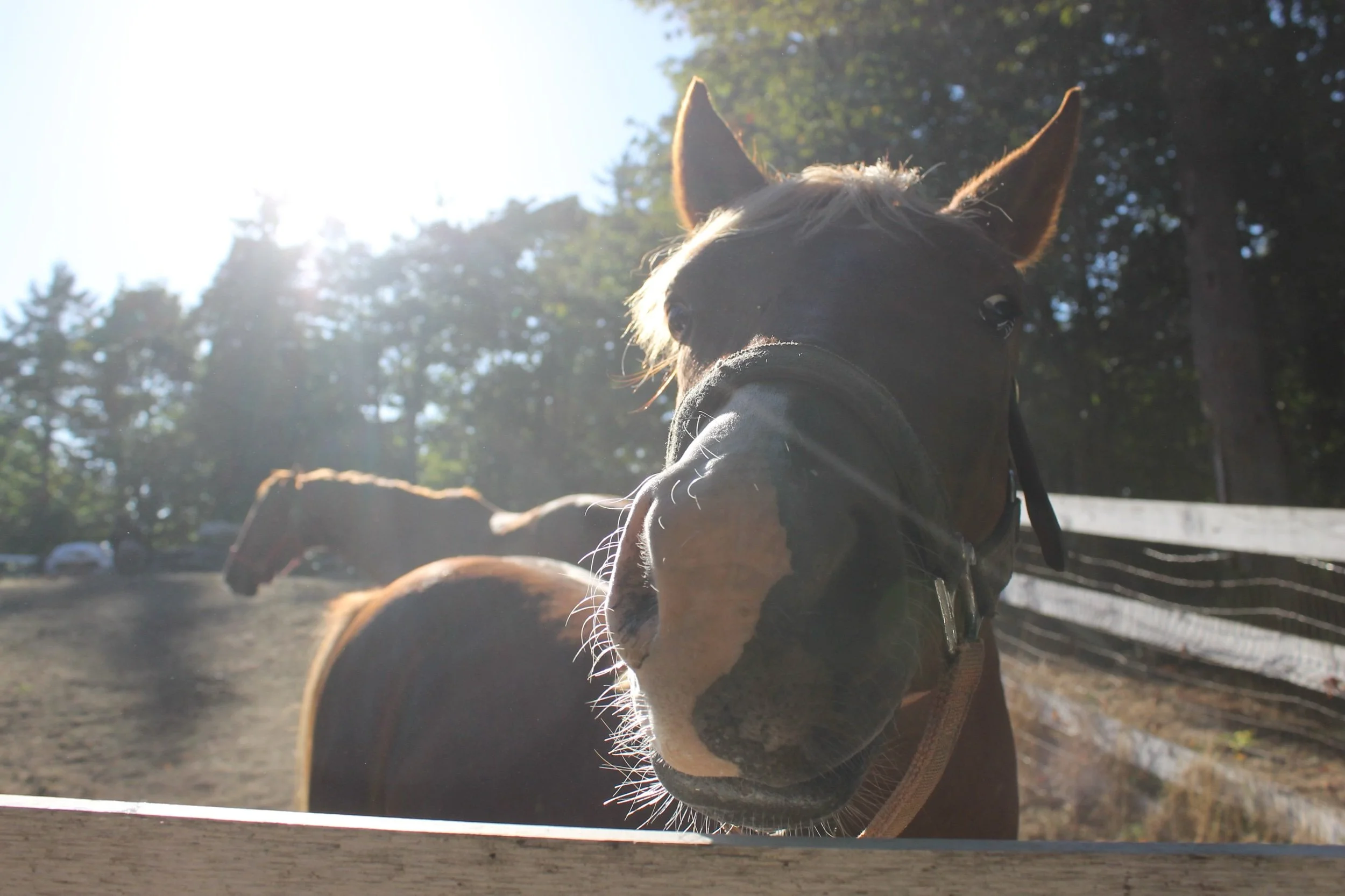 Photo Shoot — Seattle Farm