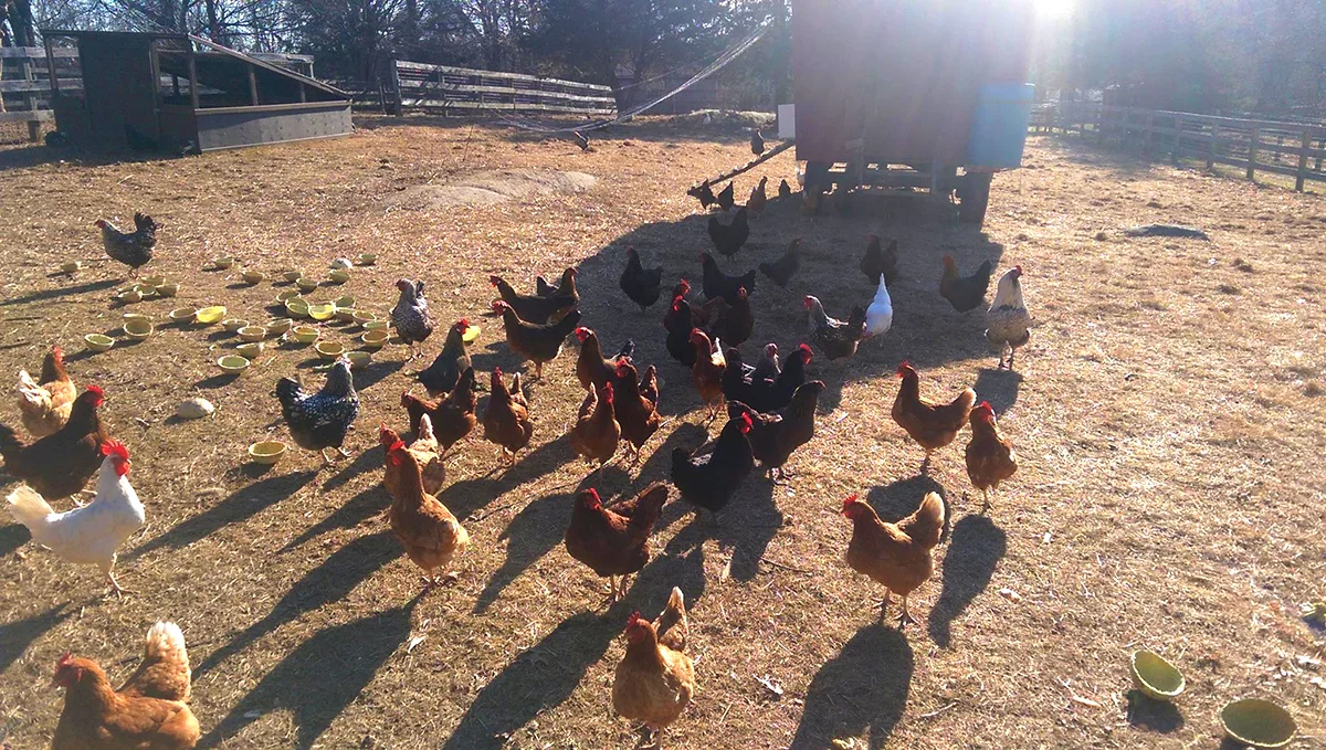 livestock — MILLSTONE FARM