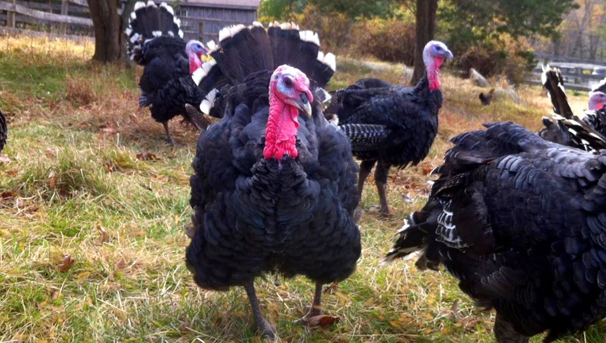 livestock — MILLSTONE FARM