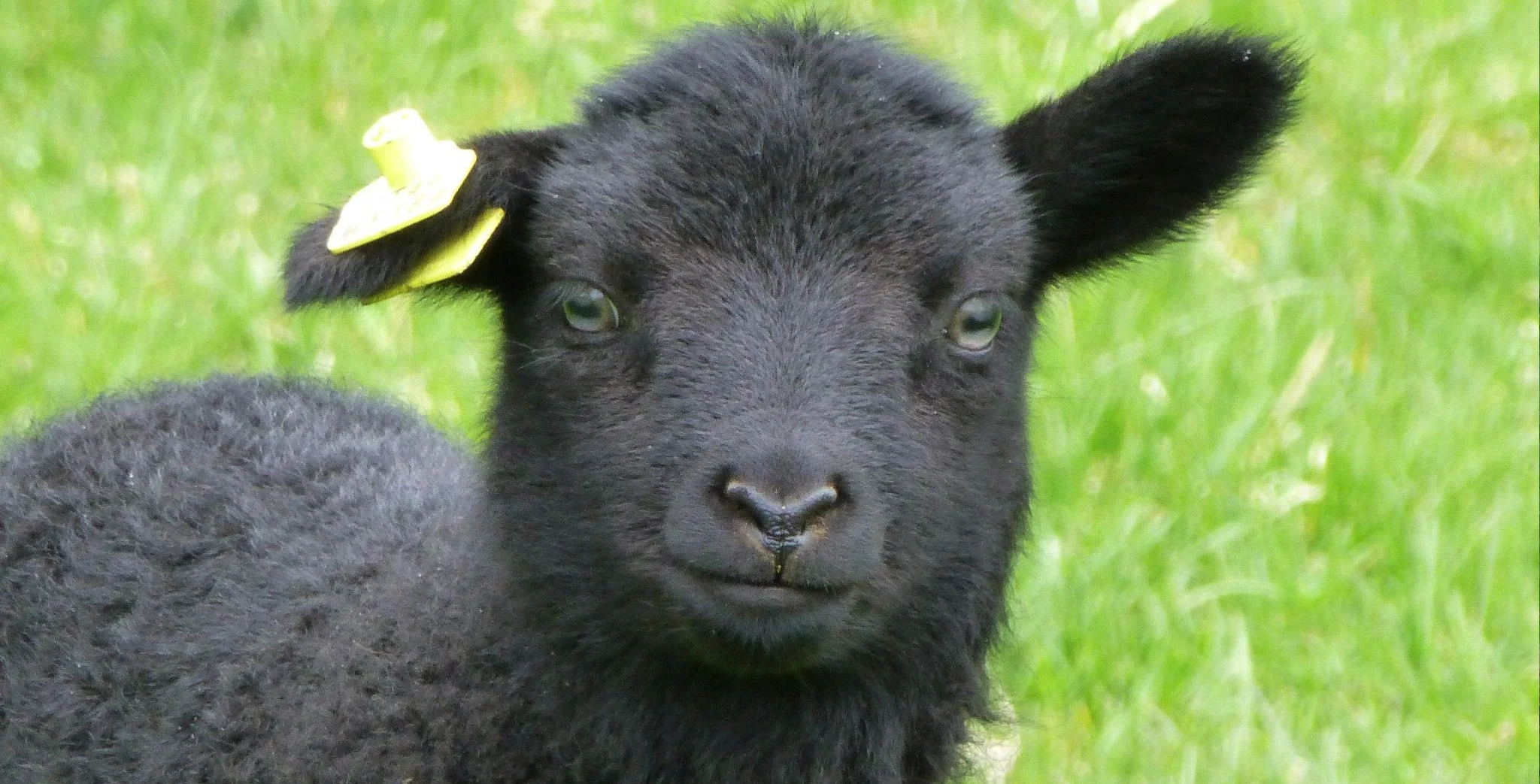 livestock — MILLSTONE FARM