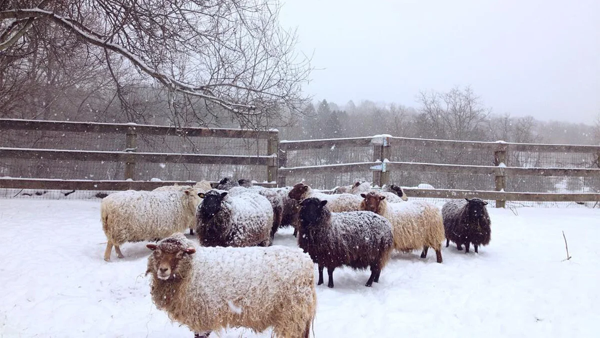 regenerative farming — MILLSTONE FARM