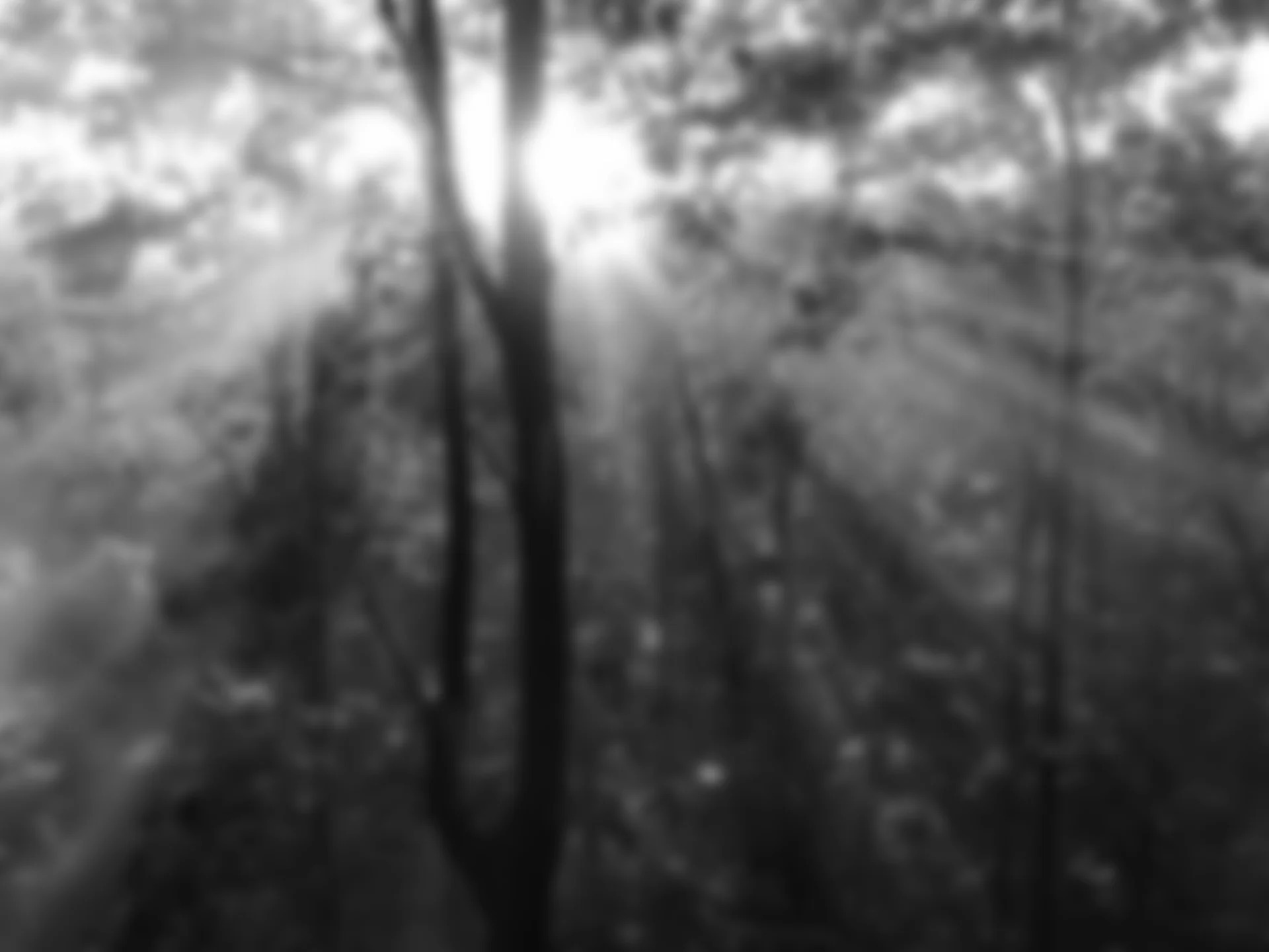 Wildwood Tree Service - Your Hometown Tree Professionals