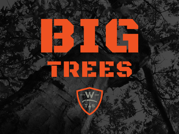 Wildwood Tree Service - Your Hometown Tree Professionals