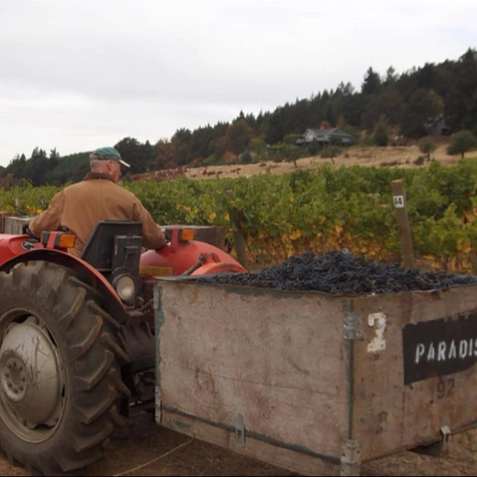 Paradis Vineyard — Kate Arnold Wines