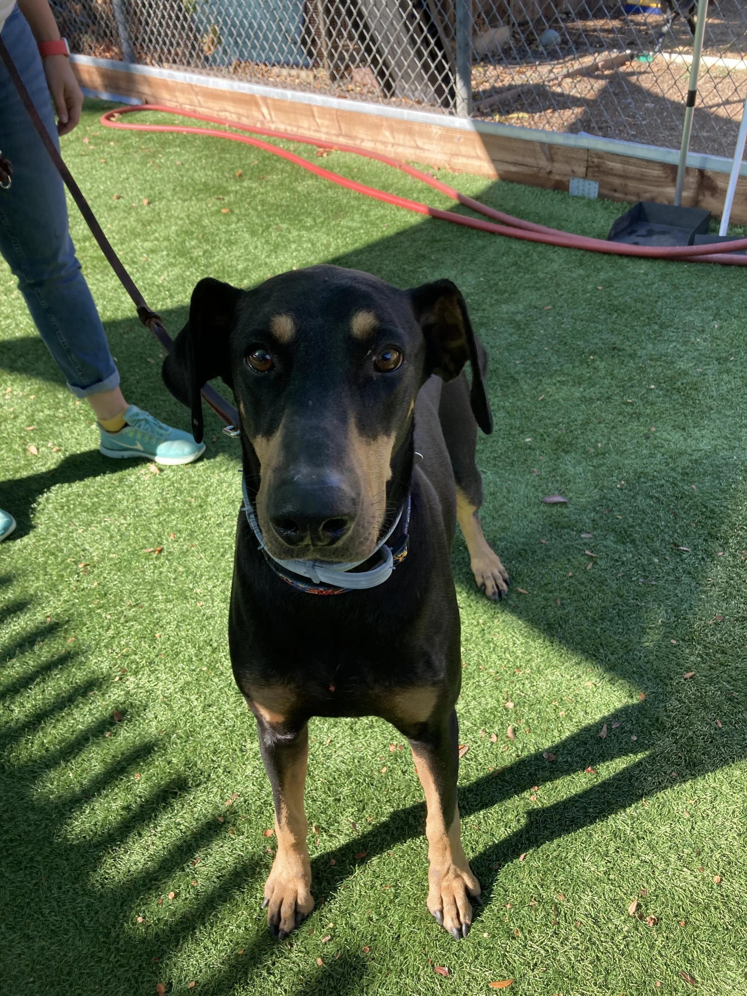 Recently Adopted — Pets In Need