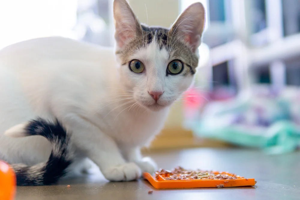 All Ways to Give — Pets In Need