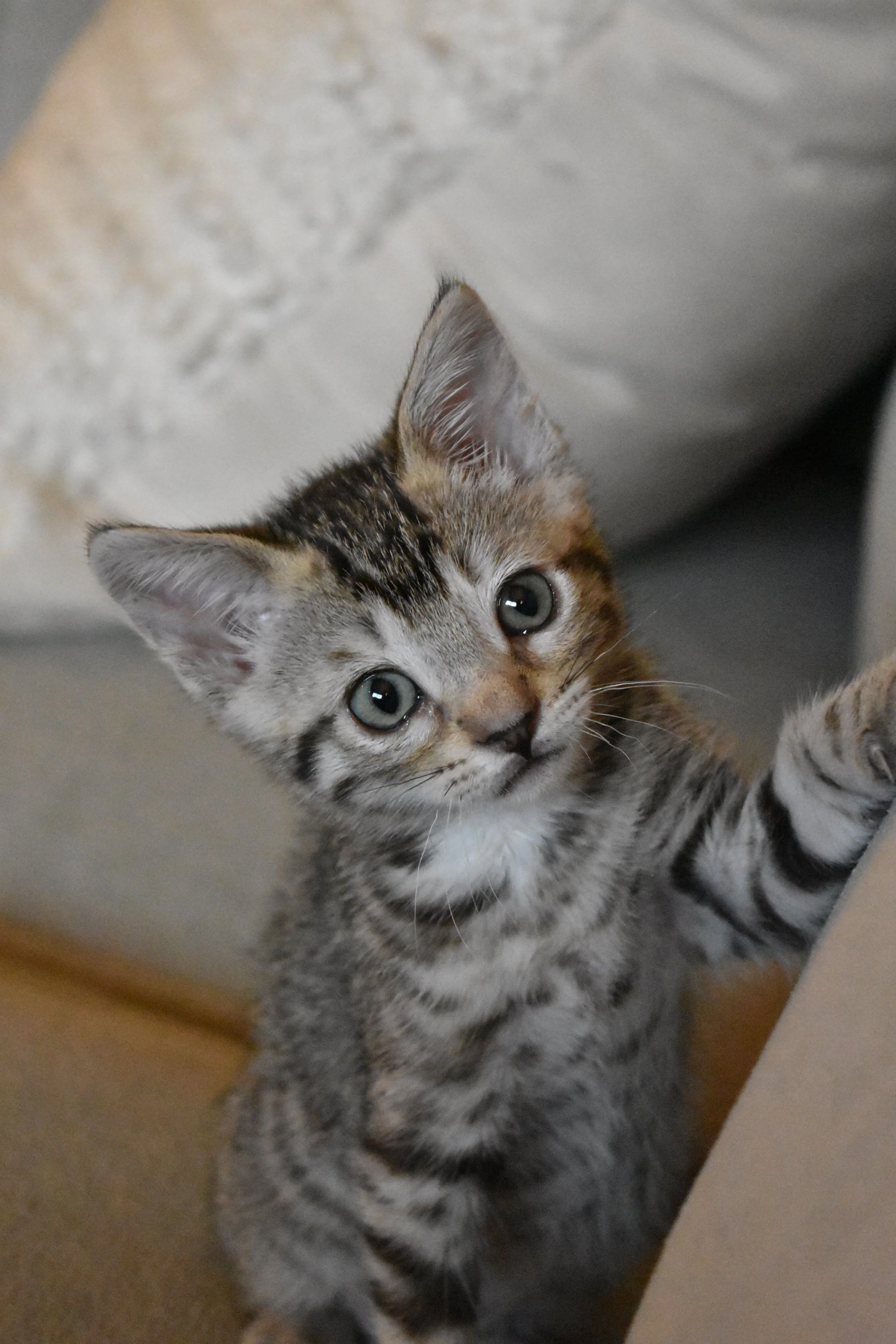 Cats & Kittens for Adoption — Palo Alto & Redwood City — Pets In Need