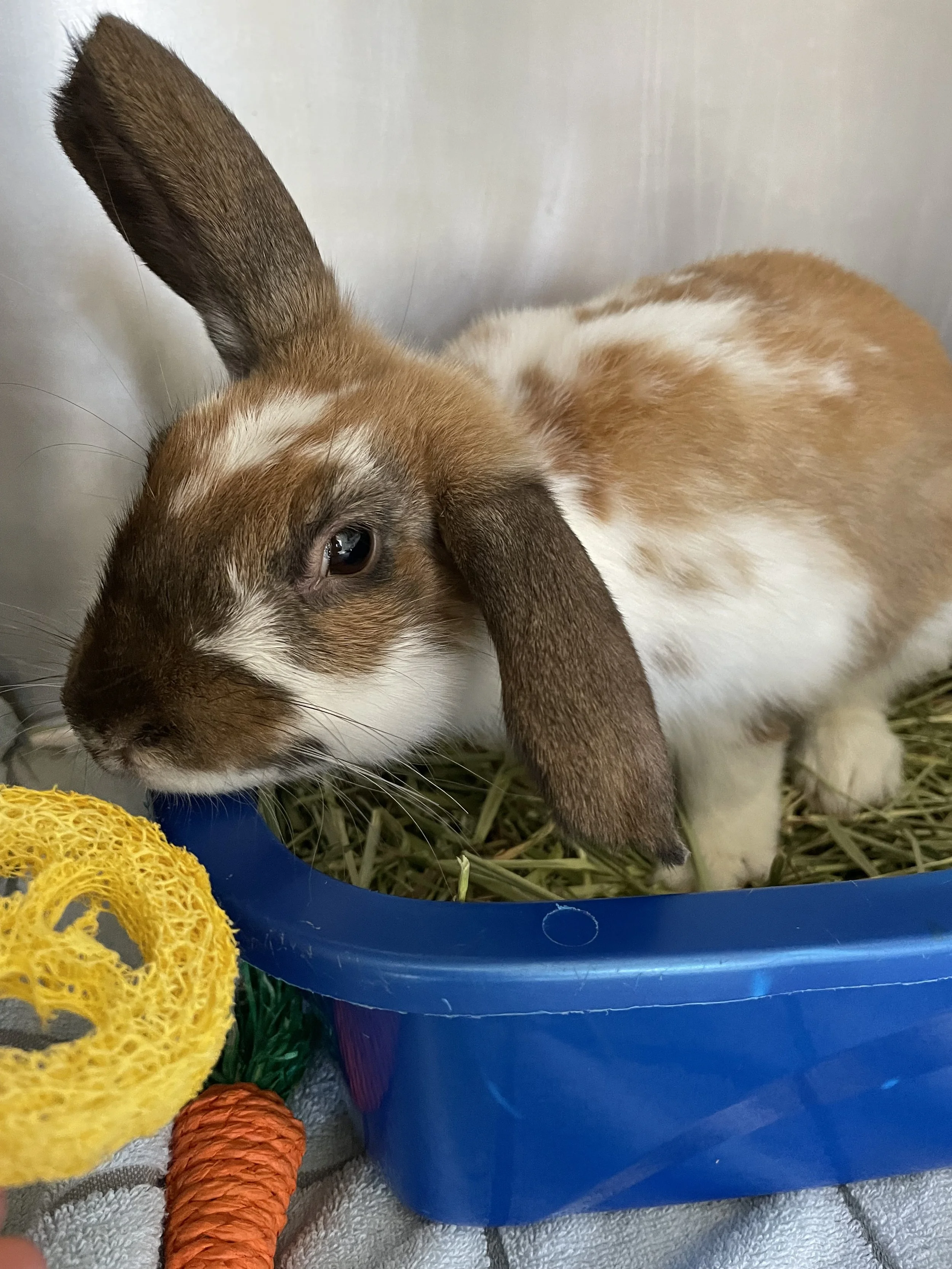 Rabbits, Guinea Pigs, & Other Small Animals for Adoption — Palo Alto ...