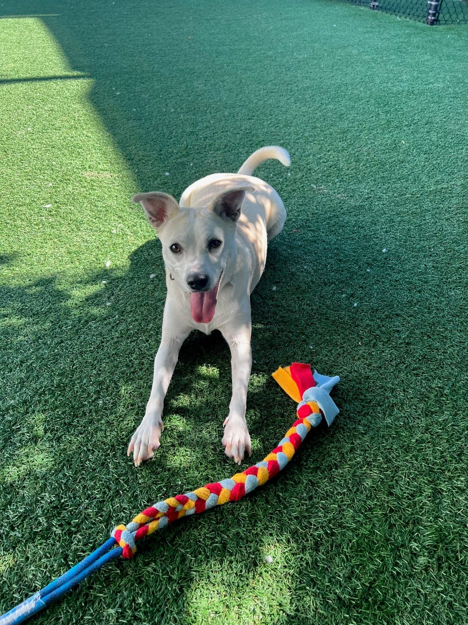 Dogs & Puppies for Adoption — Palo Alto & Redwood City — Pets In Need