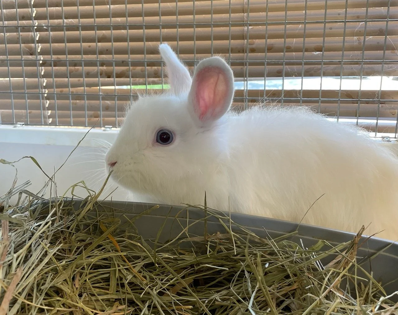 Rabbits, Guinea Pigs, & Other Small Animals for Adoption — Palo Alto ...