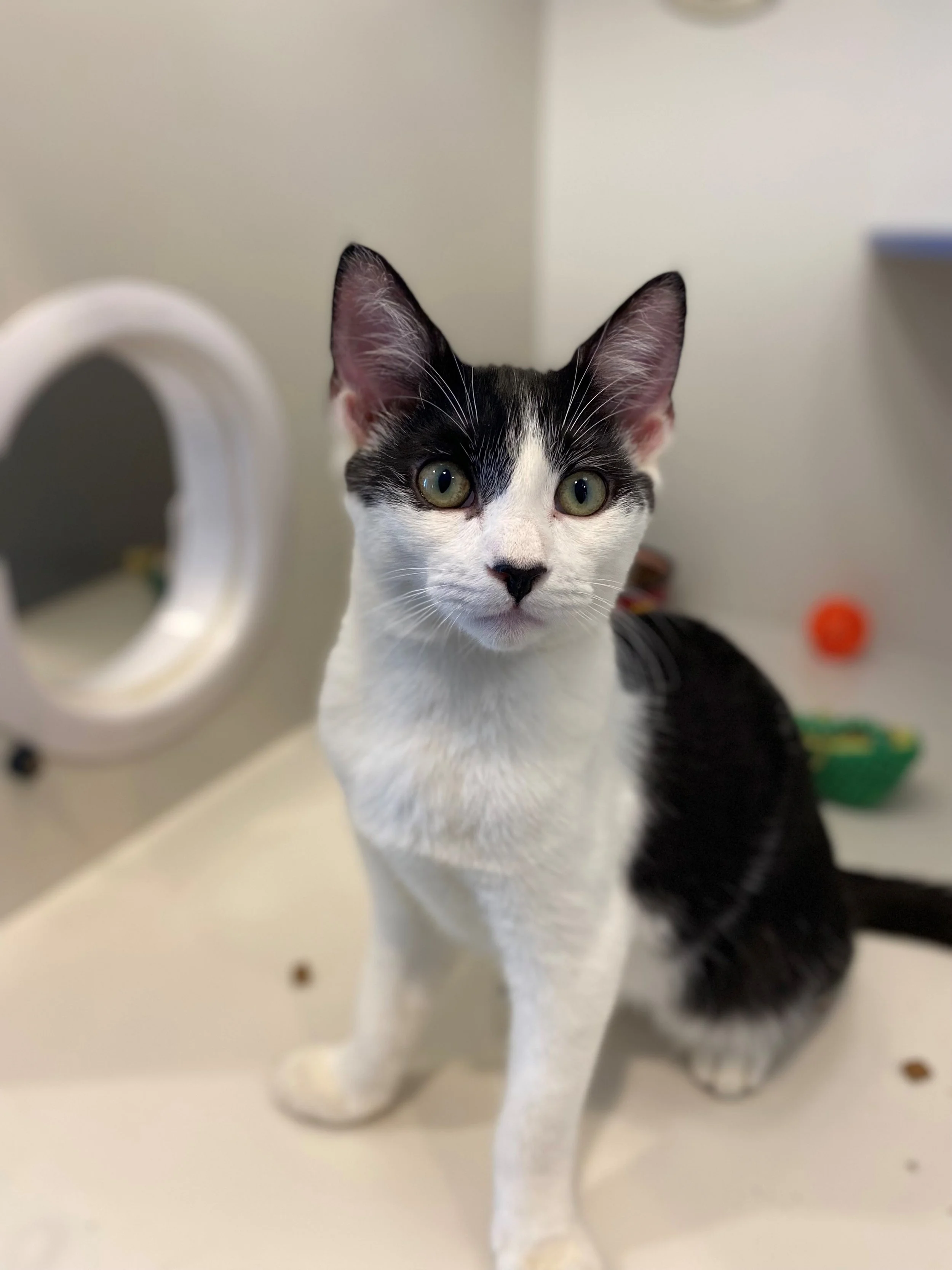 Cats & Kittens for Adoption — Palo Alto & Redwood City — Pets In Need