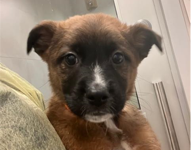 Kit Kat — Pets In Need