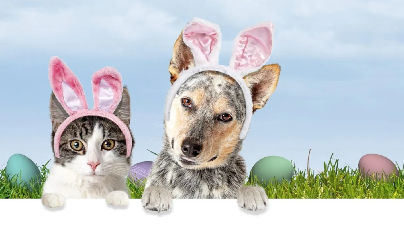 Pet Photos with the Easter Bunny! — Pets In Need