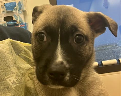 Baby Ruth — Pets In Need