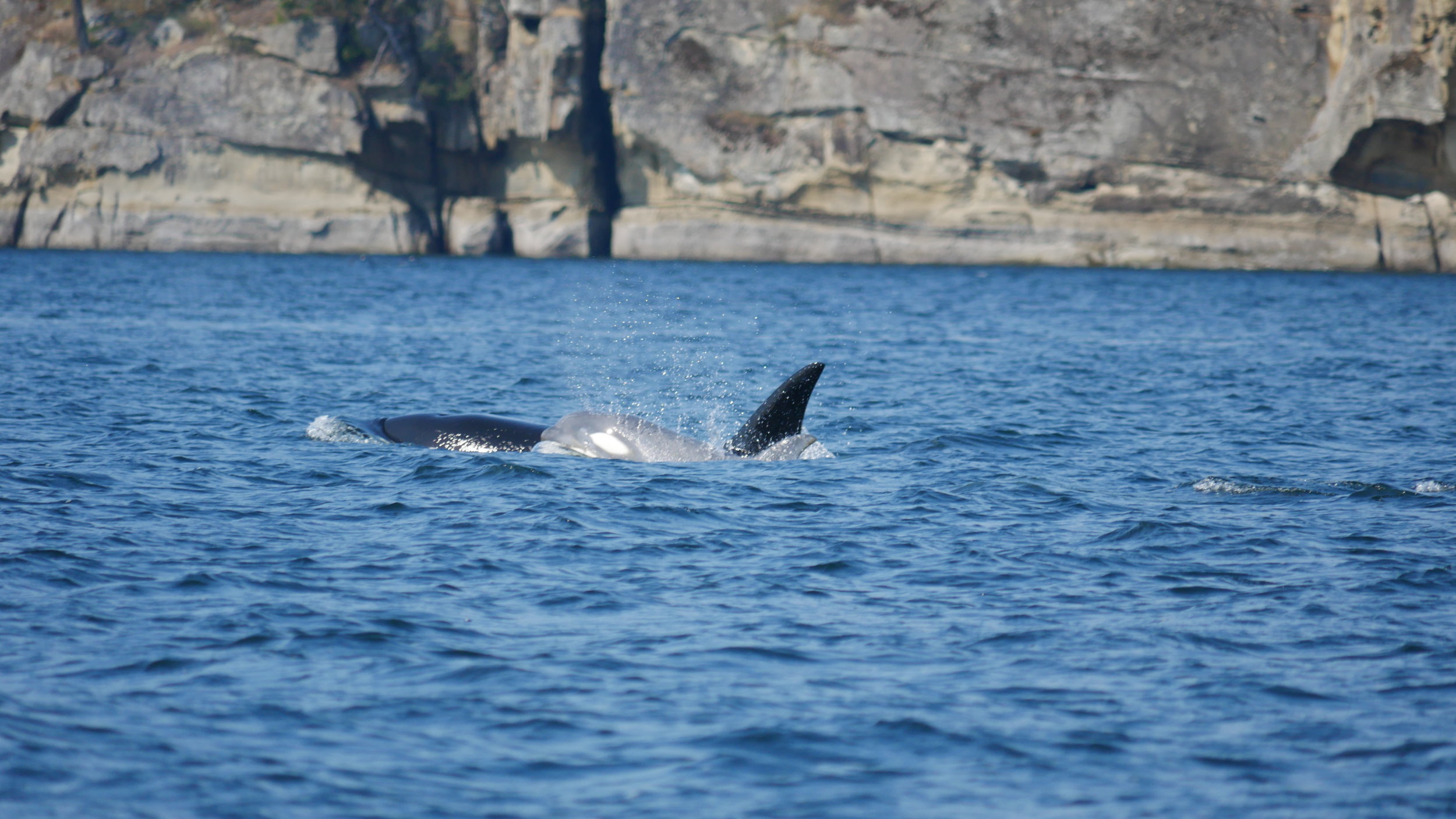 May 28th - Rare WHITE whale right outside Nanaimo! — Vancouver Island ...