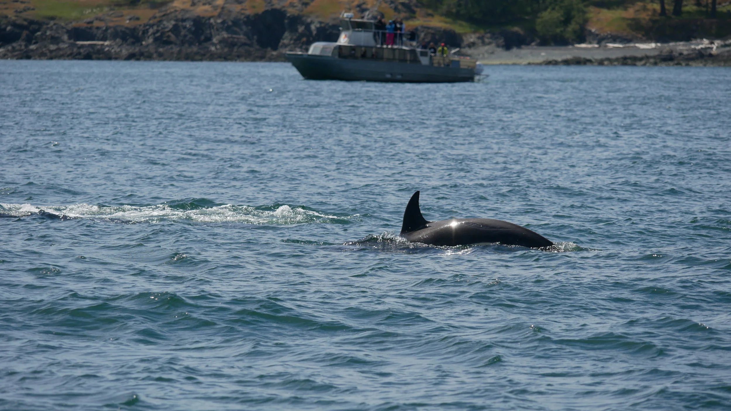 June 4th - T-Party near Halibut Island! — Vancouver Island Whale Watch ...