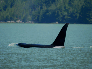 June 11th - T101's in one of the most beautiful places of the Salish ...