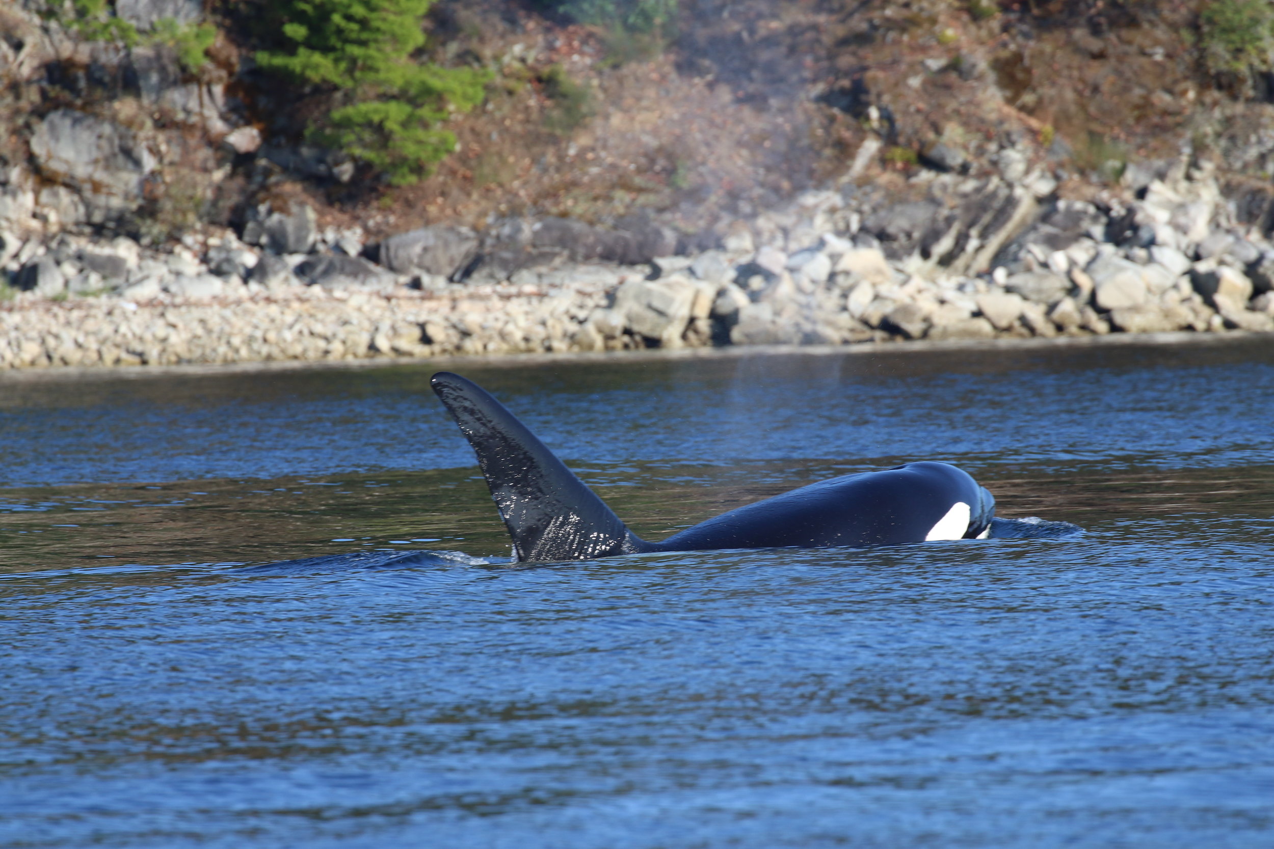 September 2nd - Another day of Humpbacks and Orcas! — Vancouver Island ...