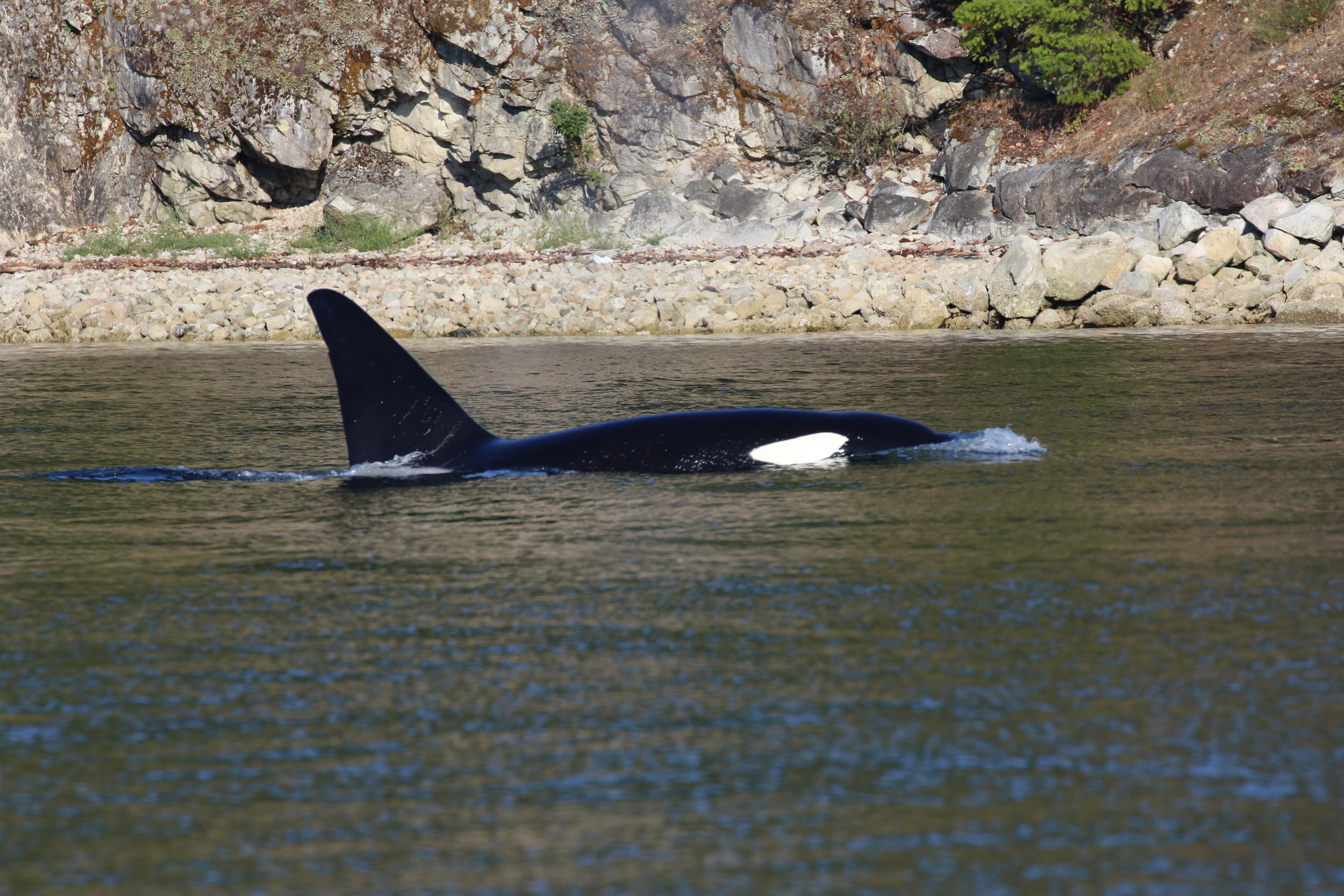 September 2nd - Another day of Humpbacks and Orcas! — Vancouver Island ...