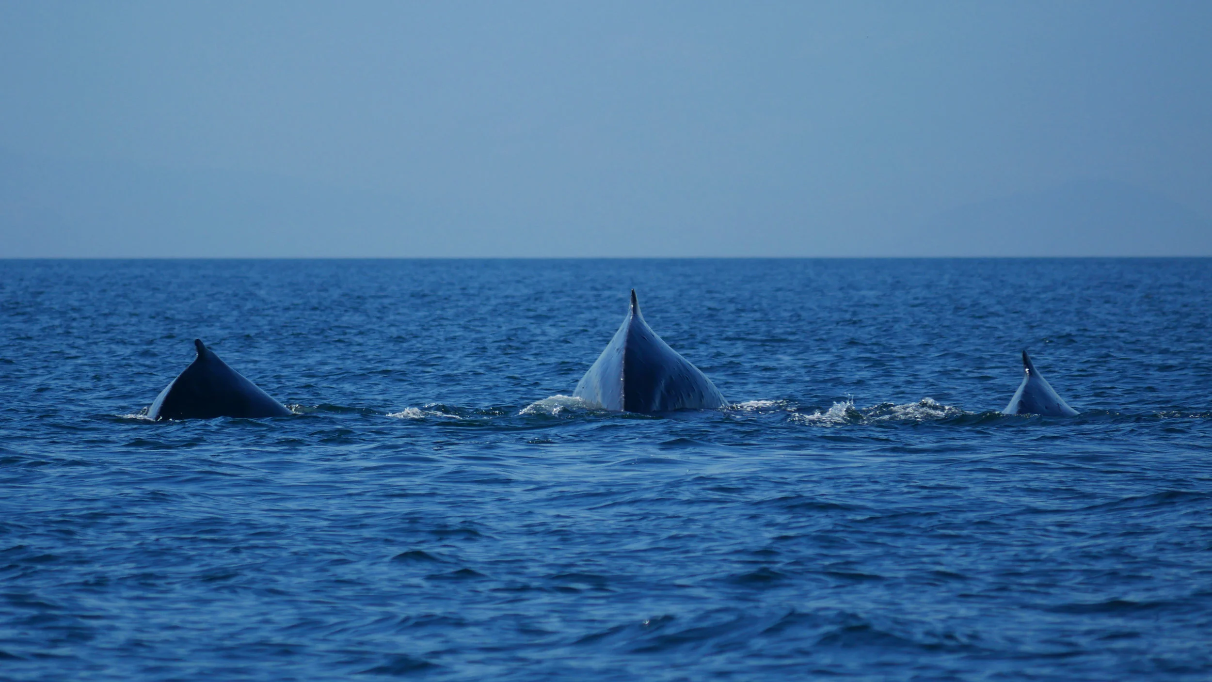 September 6th - A beautiful trip to Howe Sound to see the T036s ...