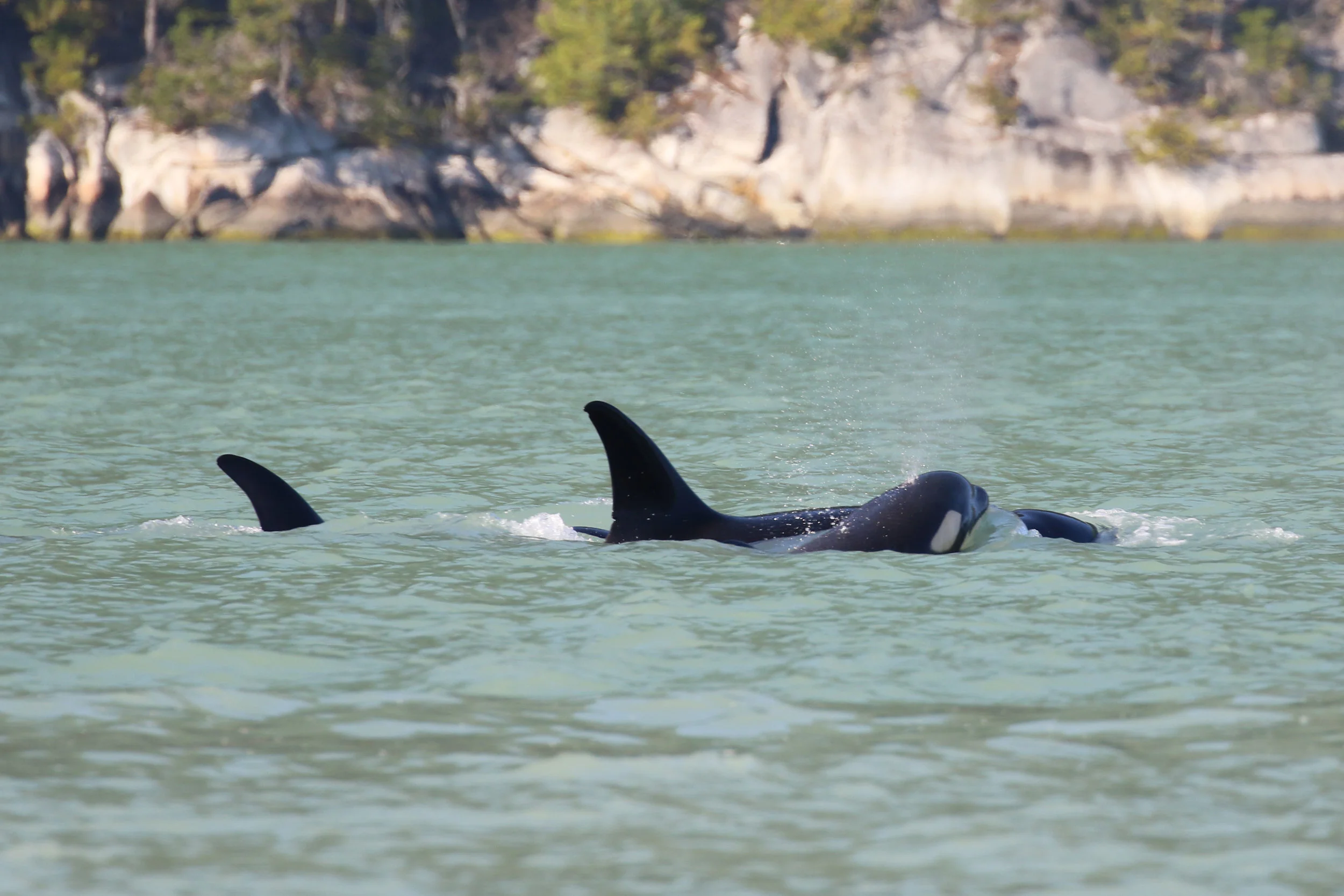 September 6th - A beautiful trip to Howe Sound to see the T036s ...