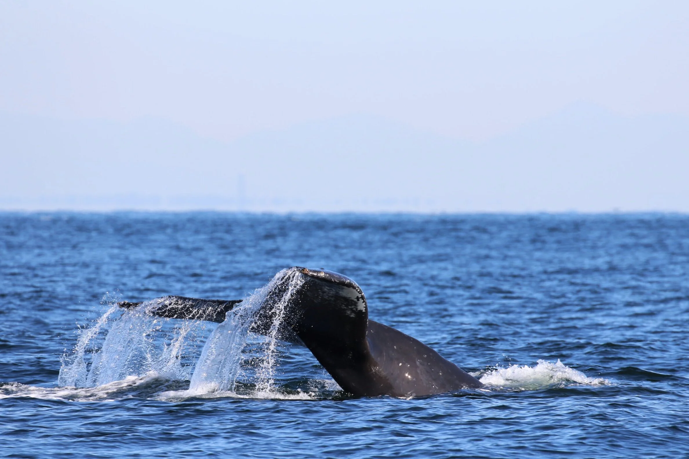 October 10th - Humpbacks in the Strait — Vancouver Island Whale Watch ...