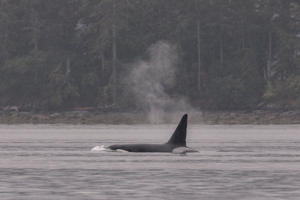 June 8, 2026, 3:30 PM - Splash happy adventures with the orca and ...