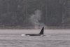 June 8, 2026, 3:30 PM - Splash happy adventures with the orca and ...