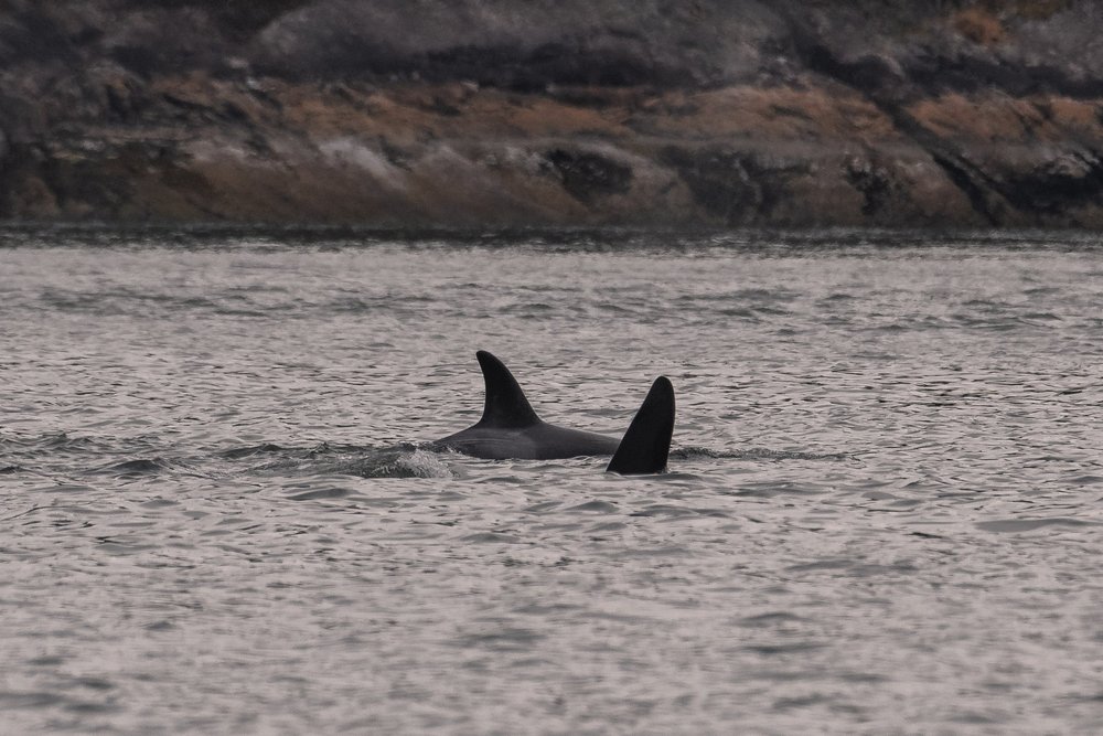June 3, 2026, 10:30 AM - The Howe Sound party continues — Vancouver ...