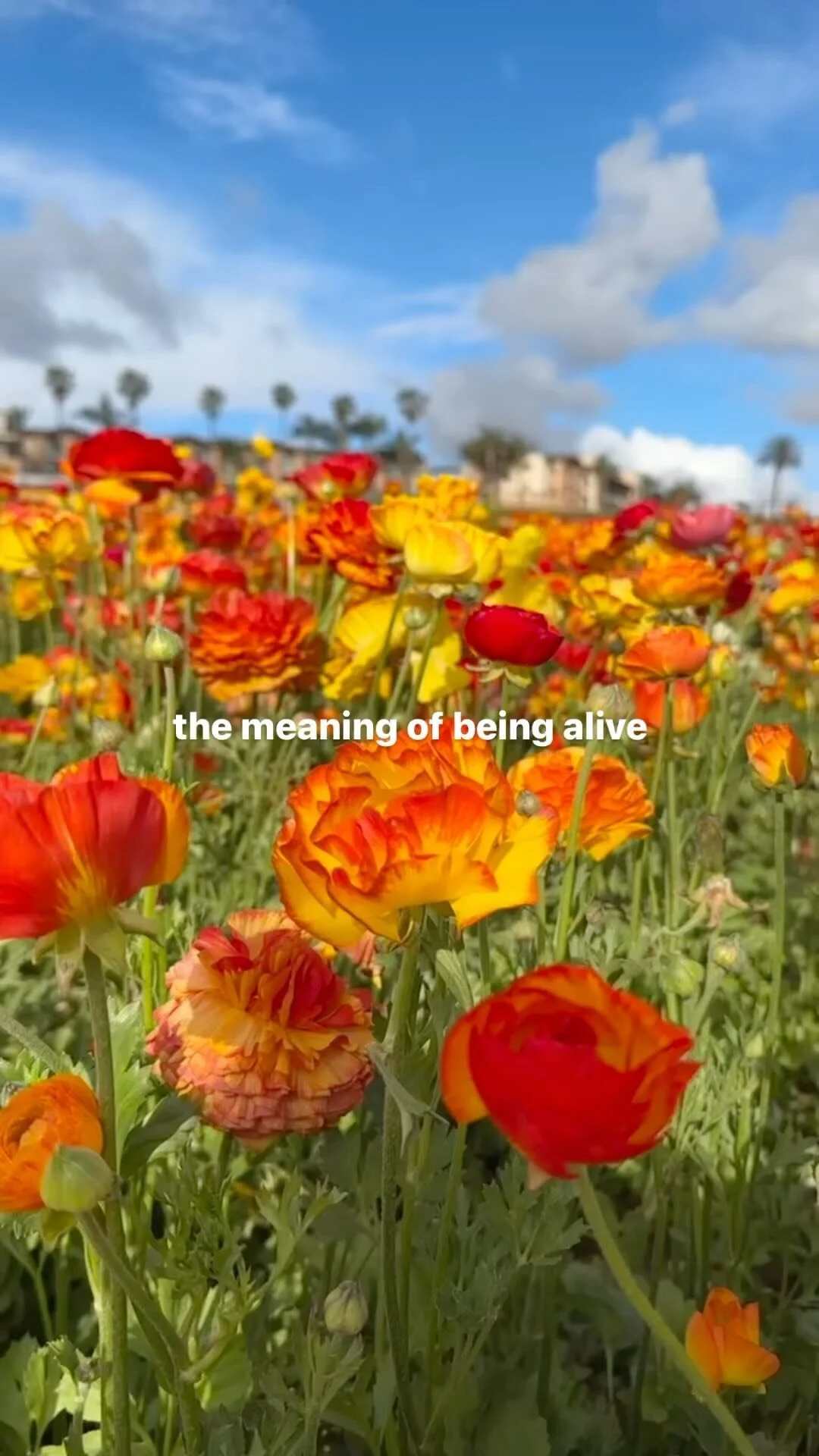 Wednesday Zoom Meditation Class — Amy Baack