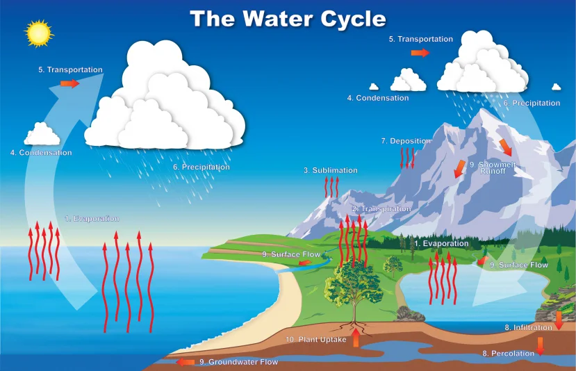 Respiration Water Cycle
