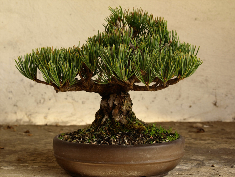 Bonsai Classes, Events & Private Instruction | Kifu Bonsai — Kifu Bonsai