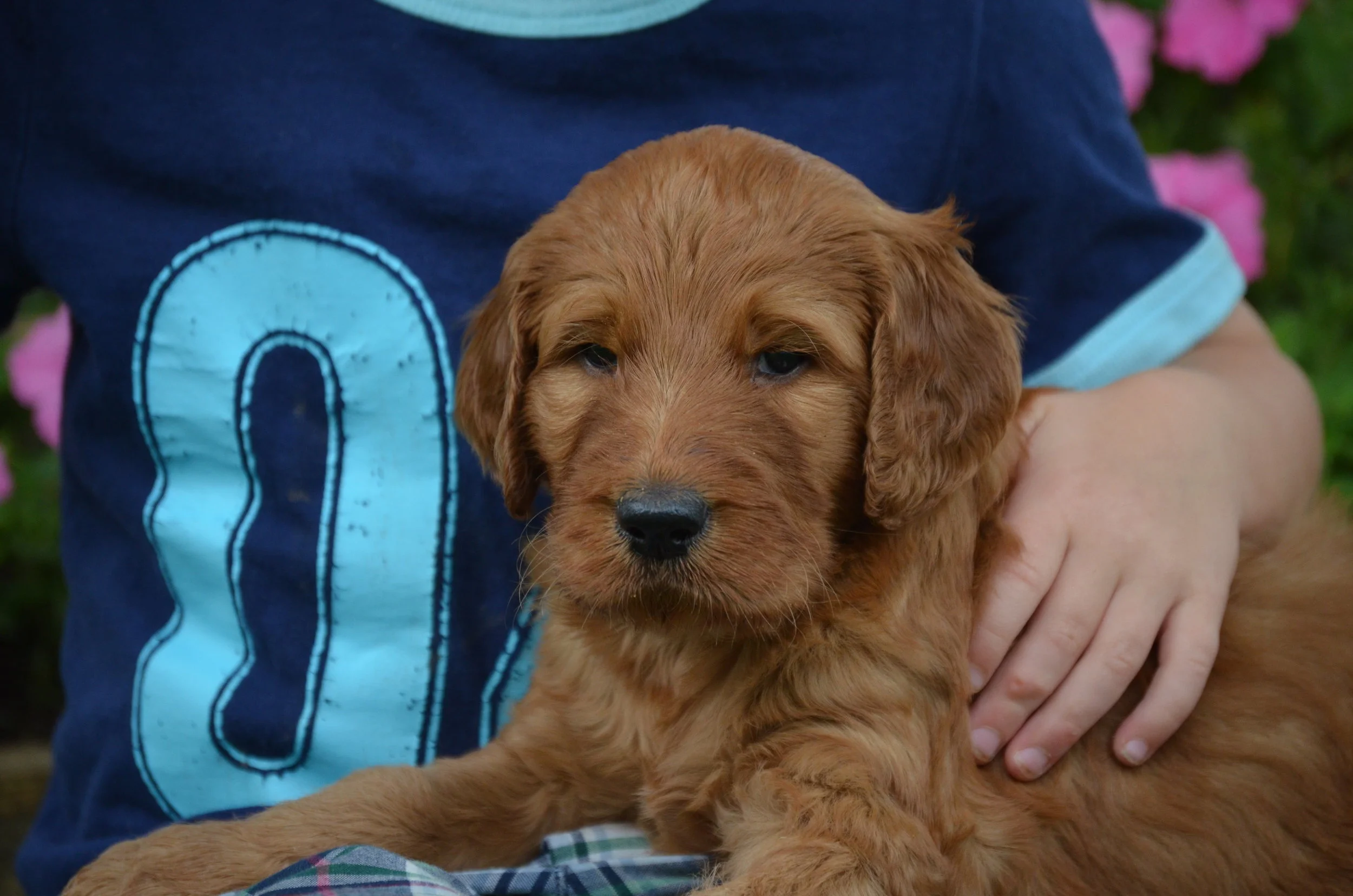 Available — Irish Doodles