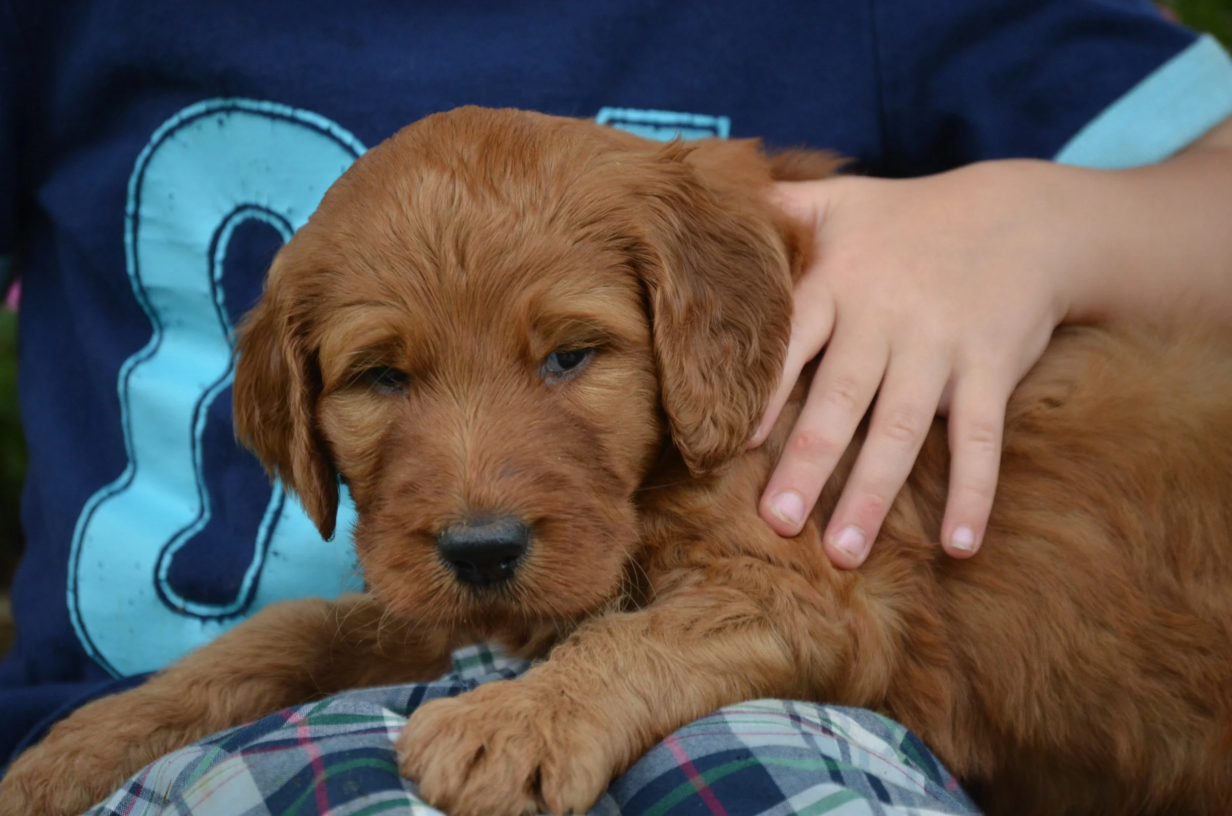 Available — Irish Doodles