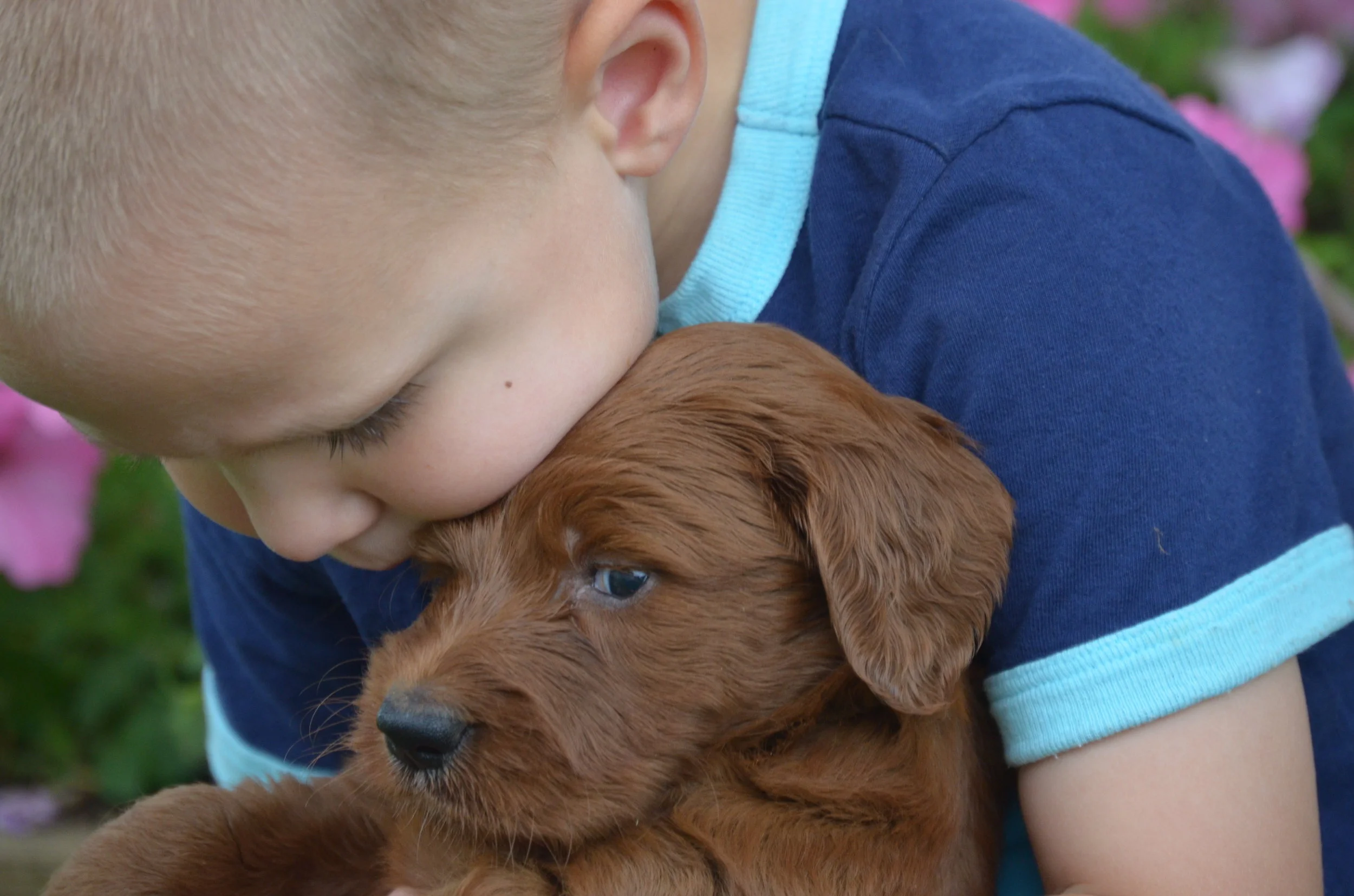 Available — Irish Doodles